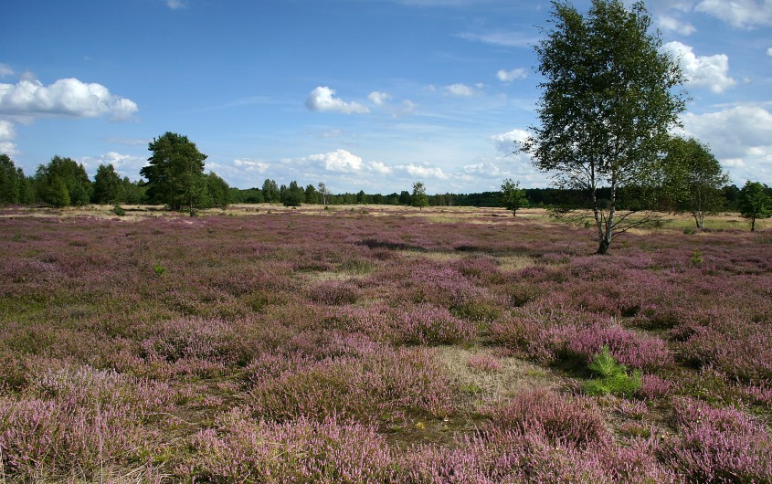 Biosphärenreservat Oberlausitzer Heide- und Teichlandschaft - Nationale ...
