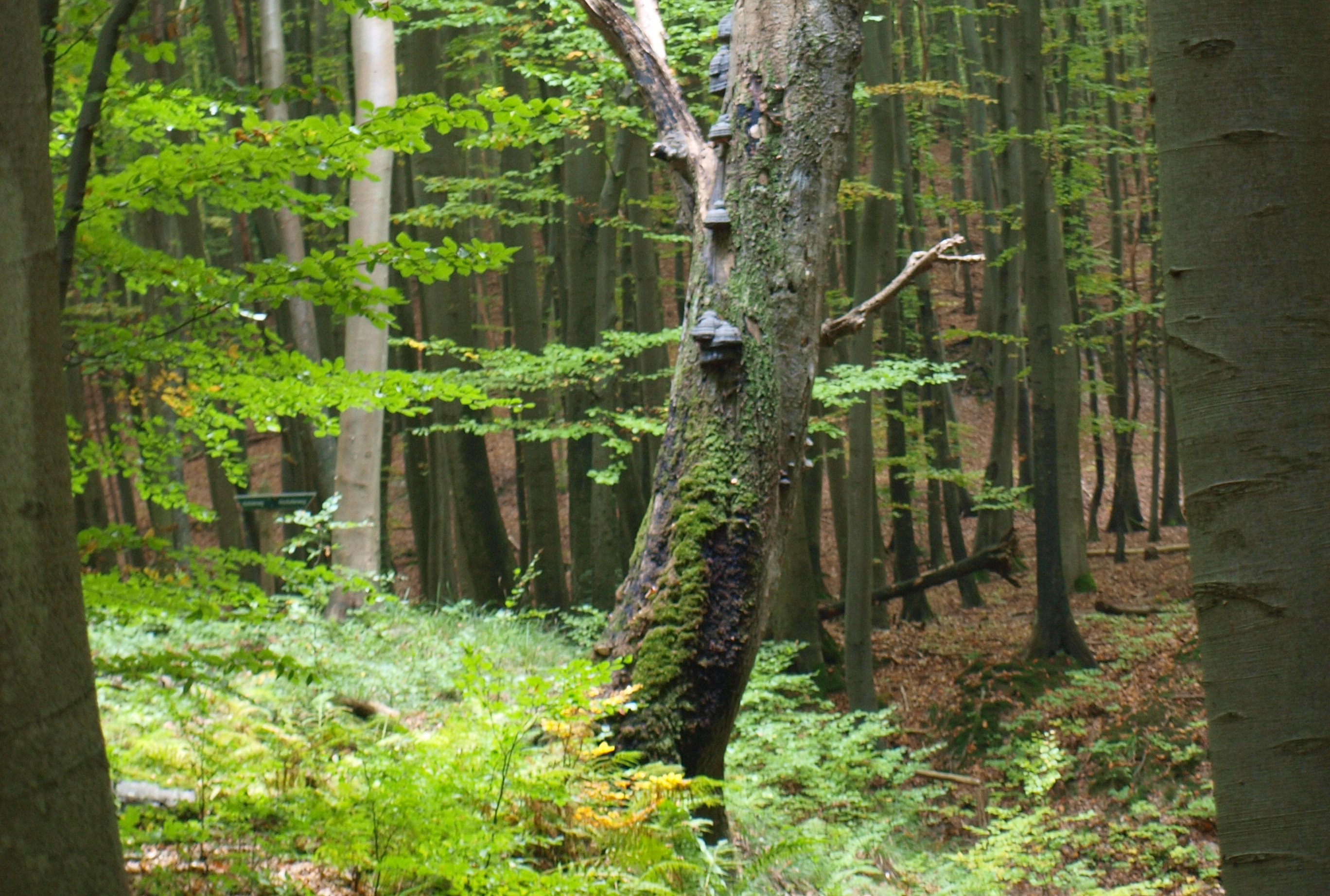 Naturnahe Waldwirtschaft - Nationale Naturlandschaften