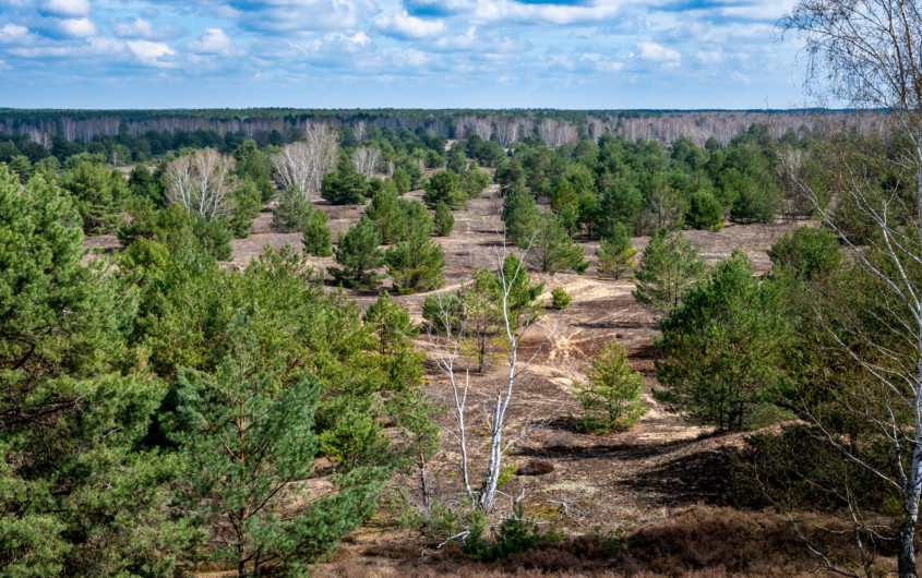Wildnisgebiet Jüterbog-Lieberose - Nationale Naturlandschaften