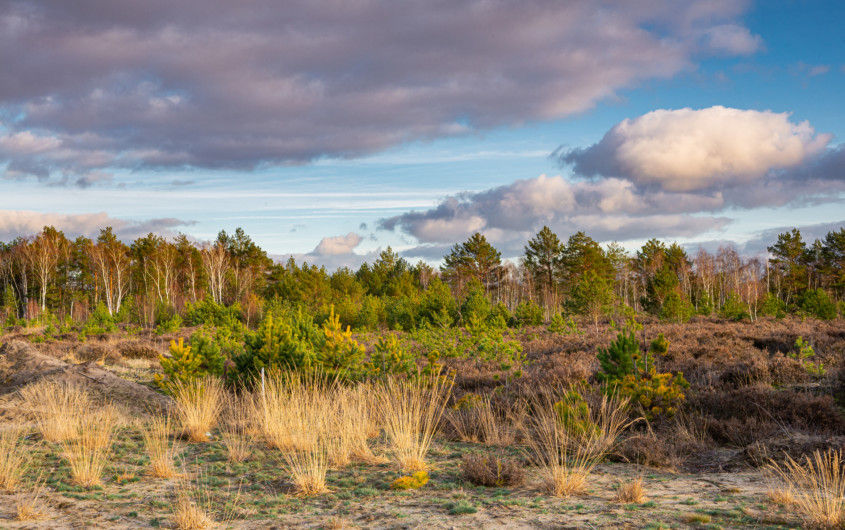 Wildnisgebiet Jüterbog-Lieberose - Nationale Naturlandschaften